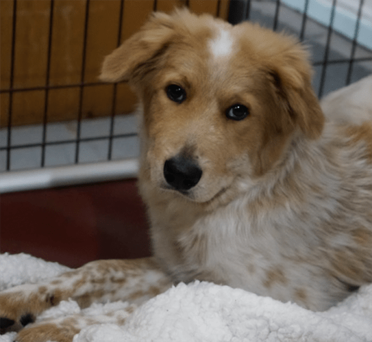 Where The Love Is Animal Rescue – Dog Rescue