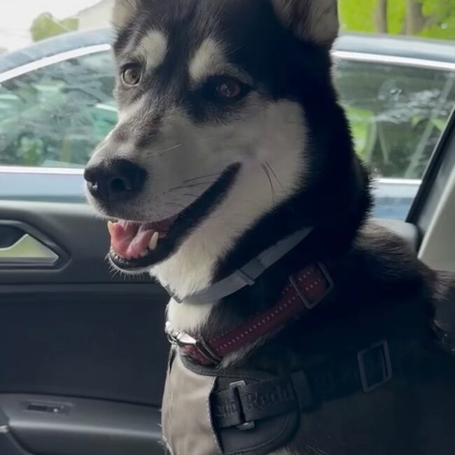 Available Dogs – Where The Love Is Animal Rescue